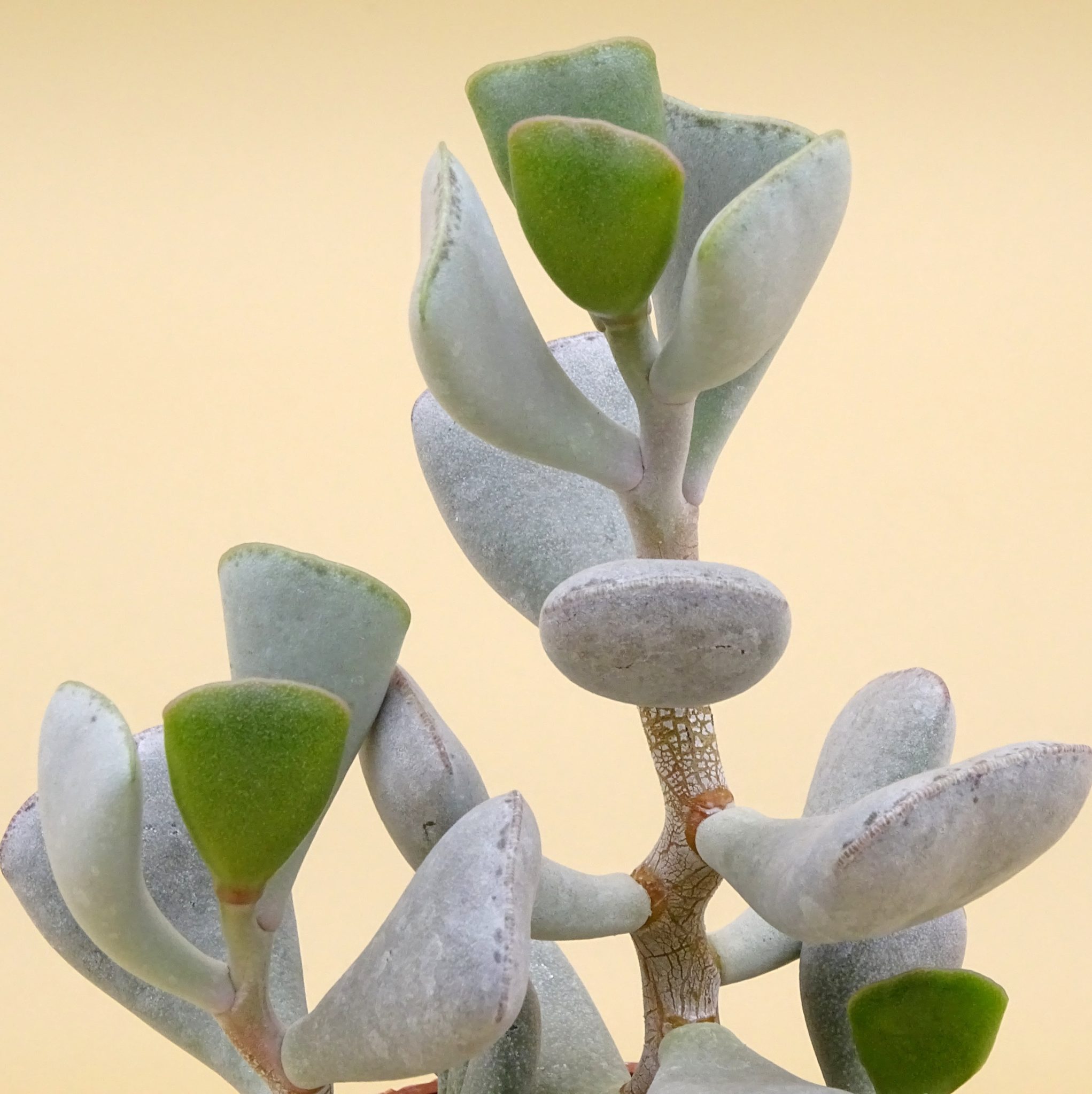 Adromischus triflorus 'Procurvus' - Cactus Prod