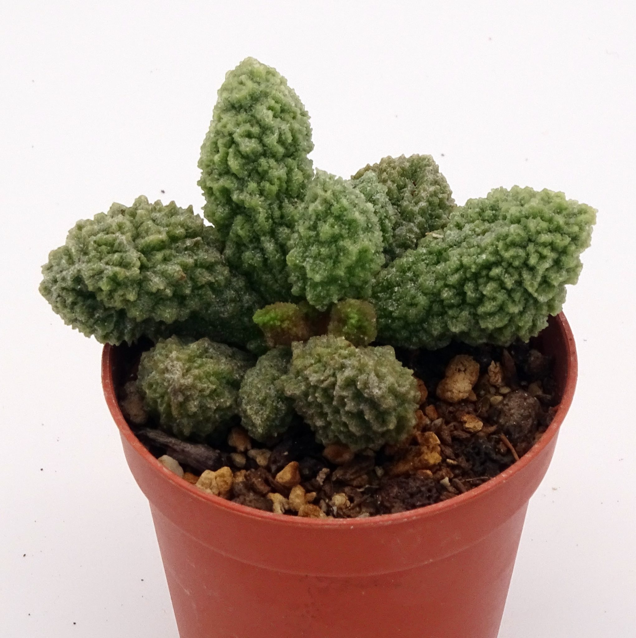 Adromischus marianiae 'Herrei' (forme extrême) - Cactus Prod