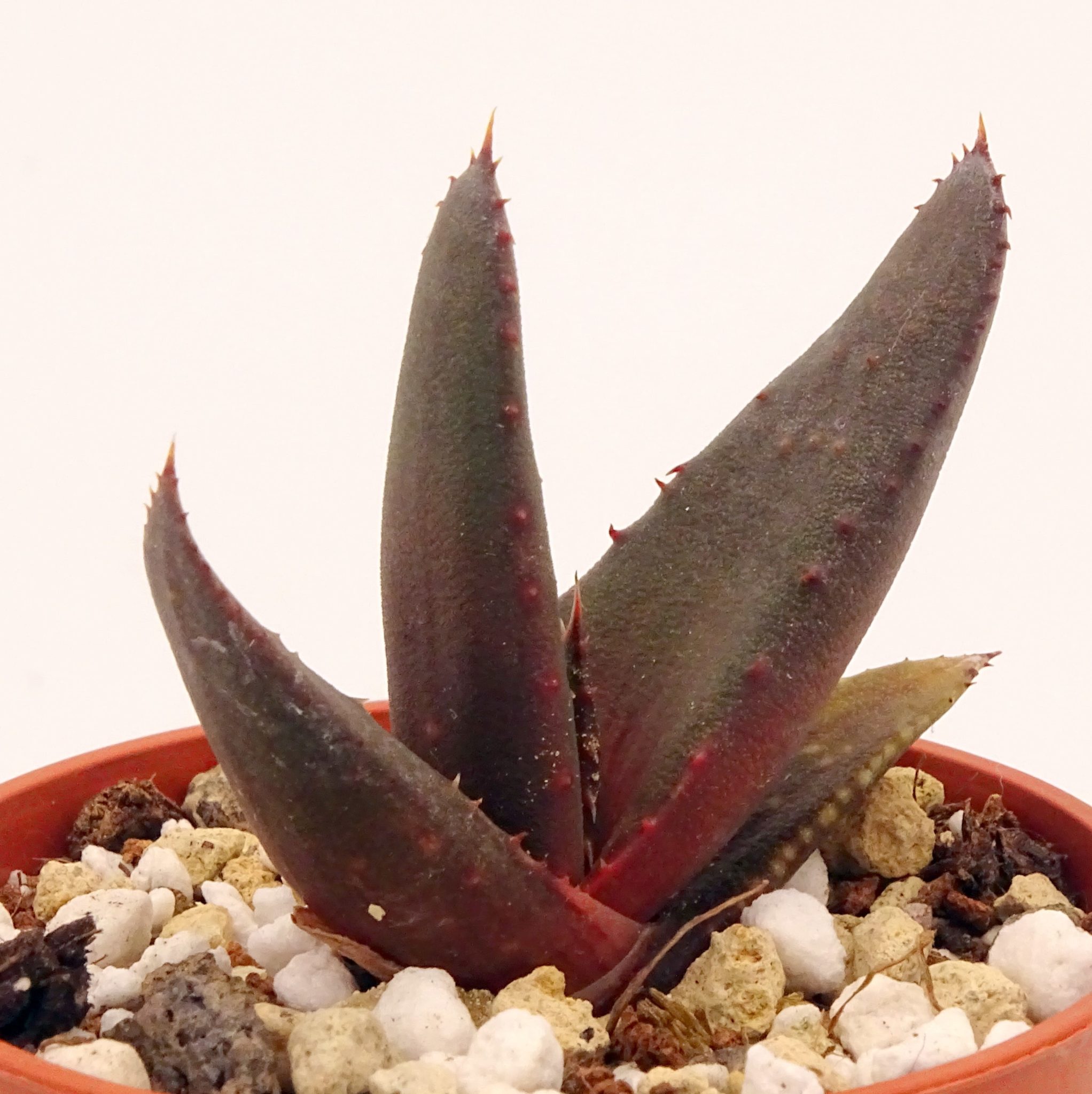 Aloe wickensii - Cactus Prod