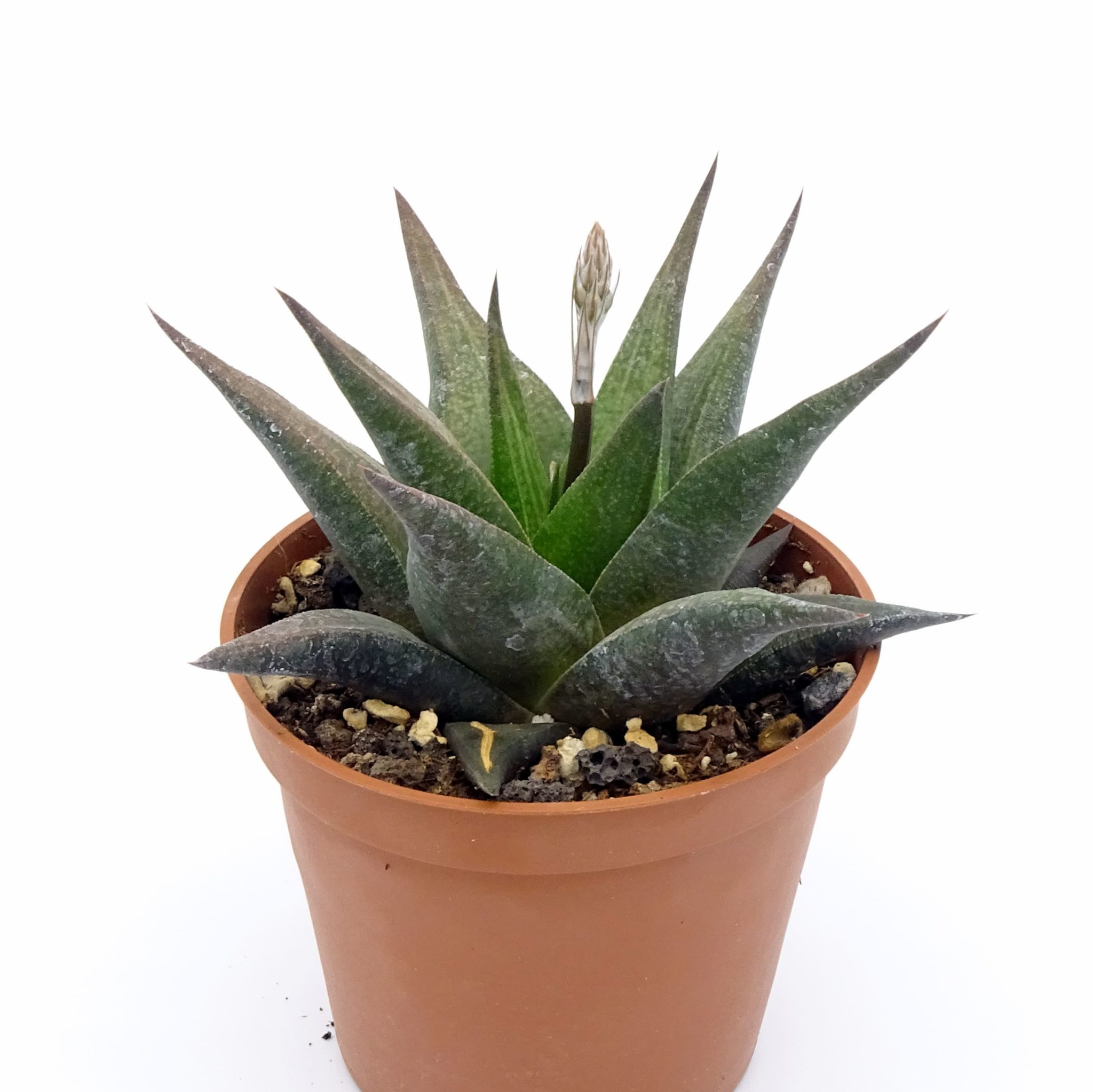 Haworthia comptoniana x longiana - Cactus Prod