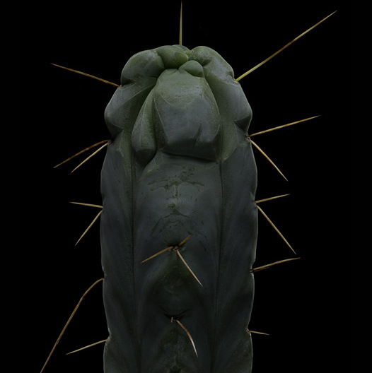 Accueil - Cactus Prod