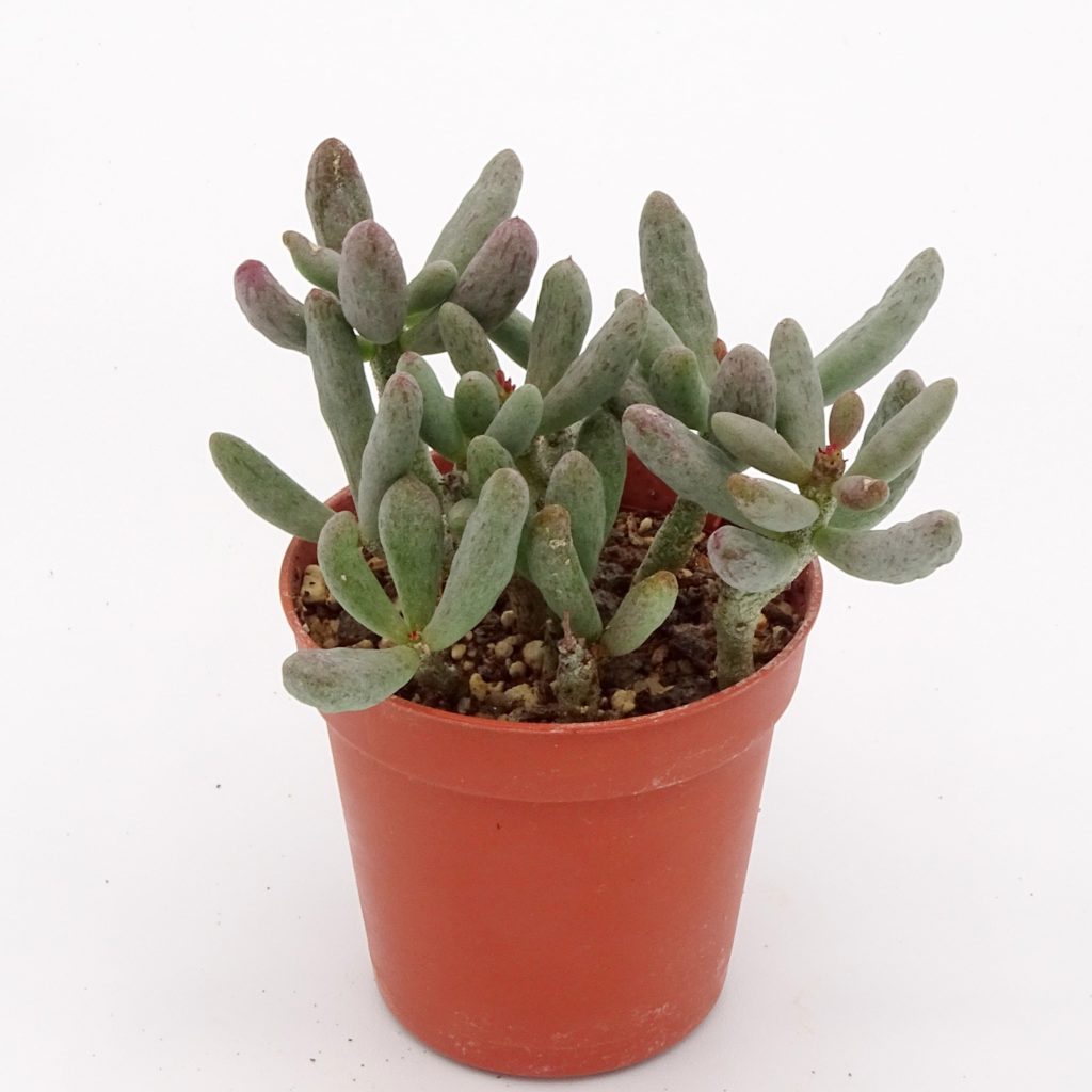 Tylecodon sinus-alexandri (n°2) - Cactus Prod