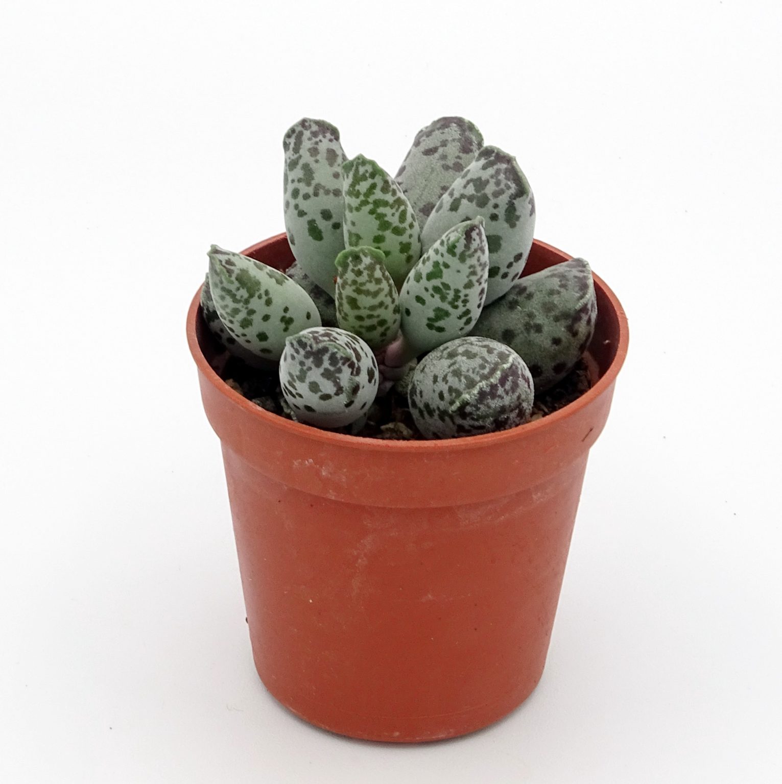 Adromischus cooperi 'Festivus' - Cactus Prod