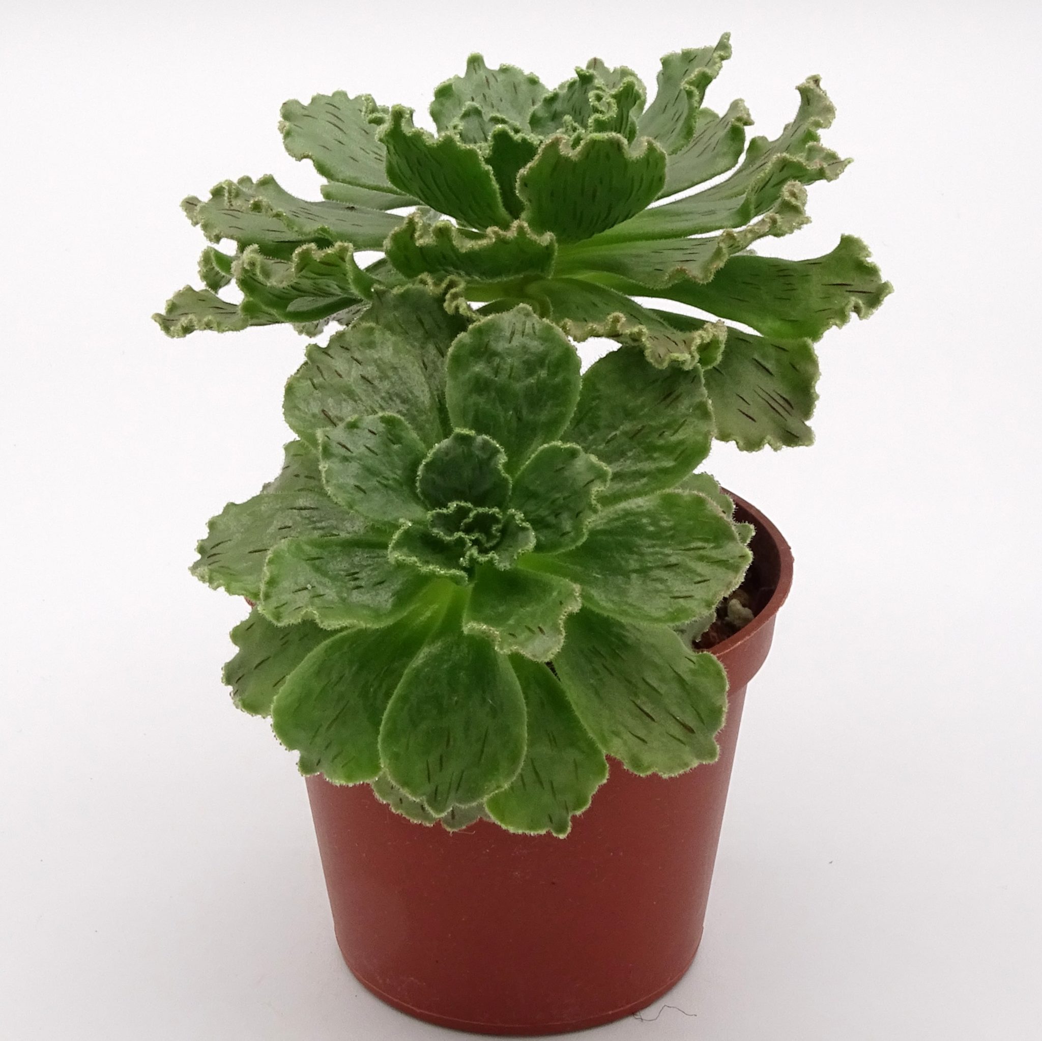 Aeonium smithii (n.2) - Cactus Prod