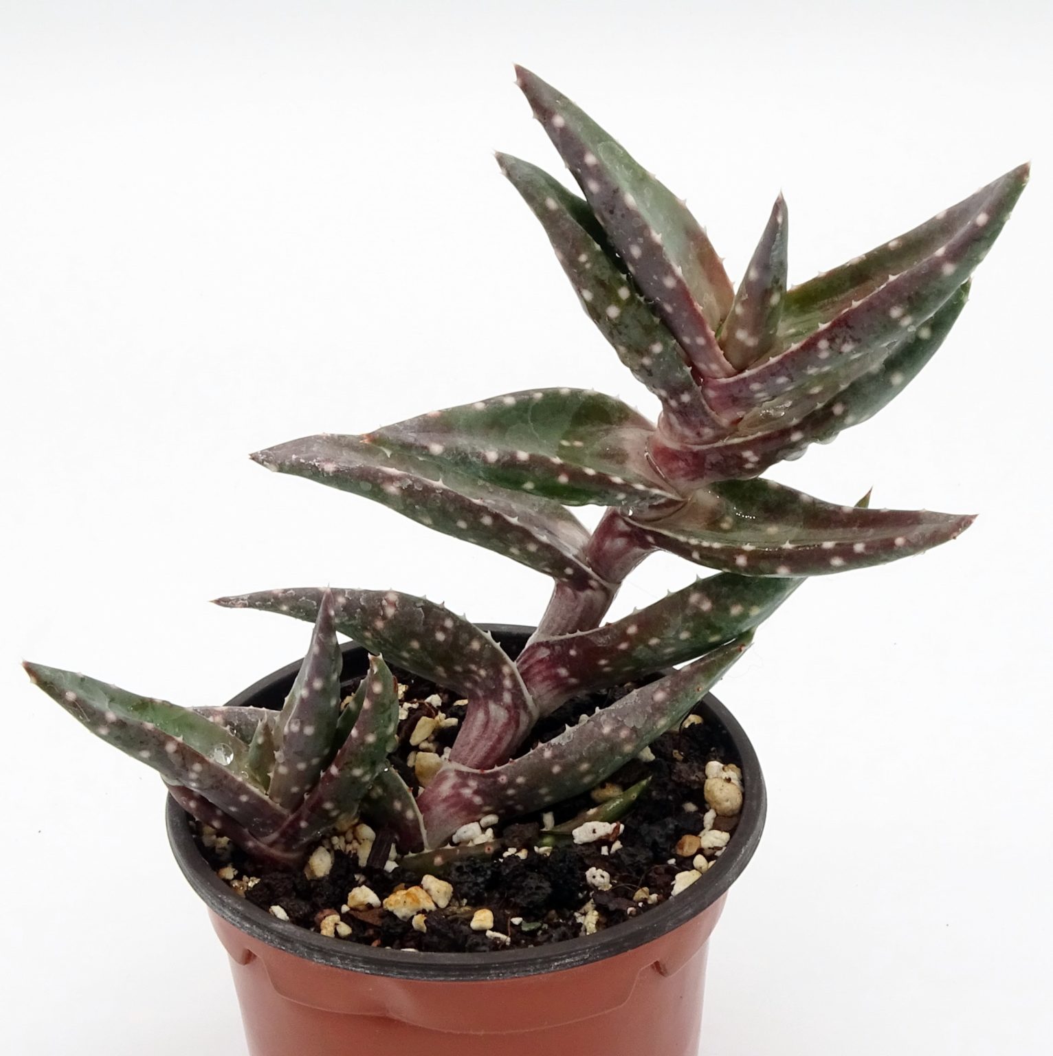 Aloe arenicola - Cactus Prod