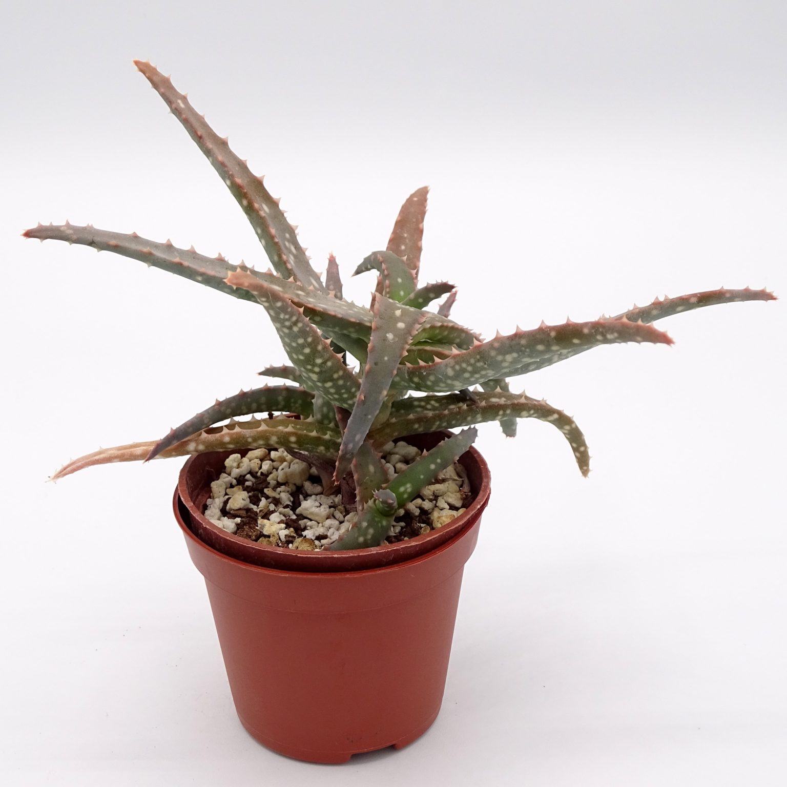 Aloe 'DZ' x millotii (n°2) - Cactus Prod