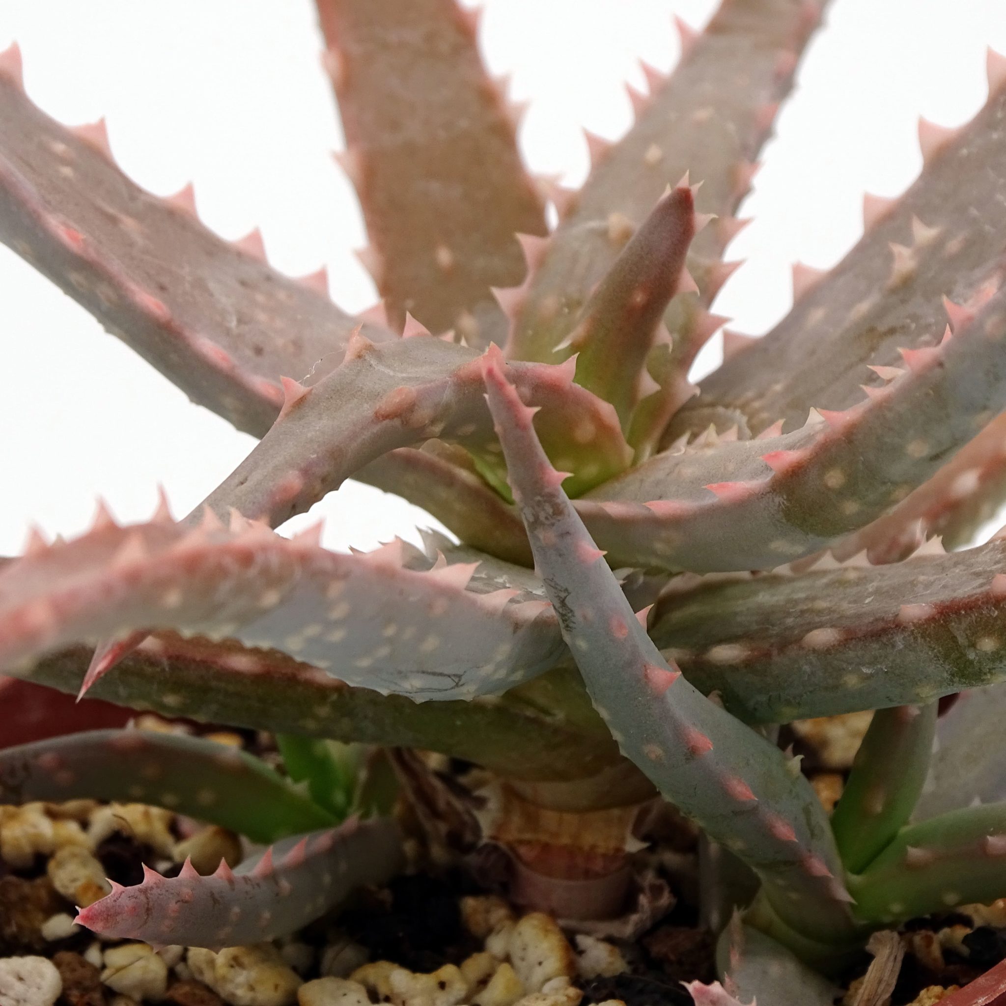 Aloe 'DZ' x millotii (n°3) - Cactus Prod