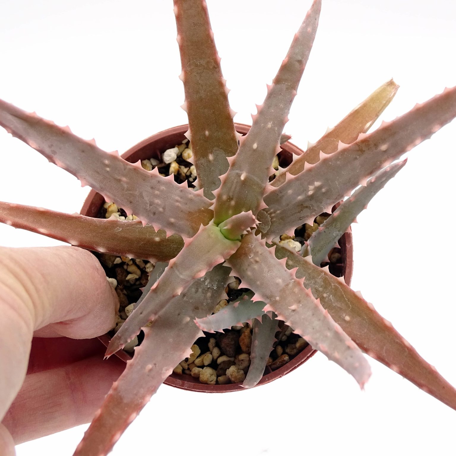 Aloe 'DZ' x millotii (n°3) - Cactus Prod