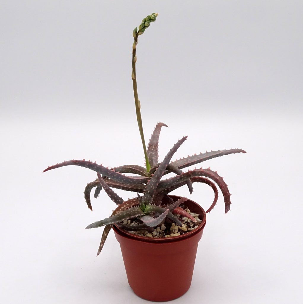 Aloe 'DZ' x millotii (n°1) - Cactus Prod