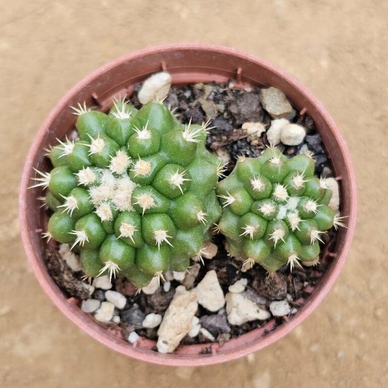 Echinocactus grusonii var inermis - Cactus Prod